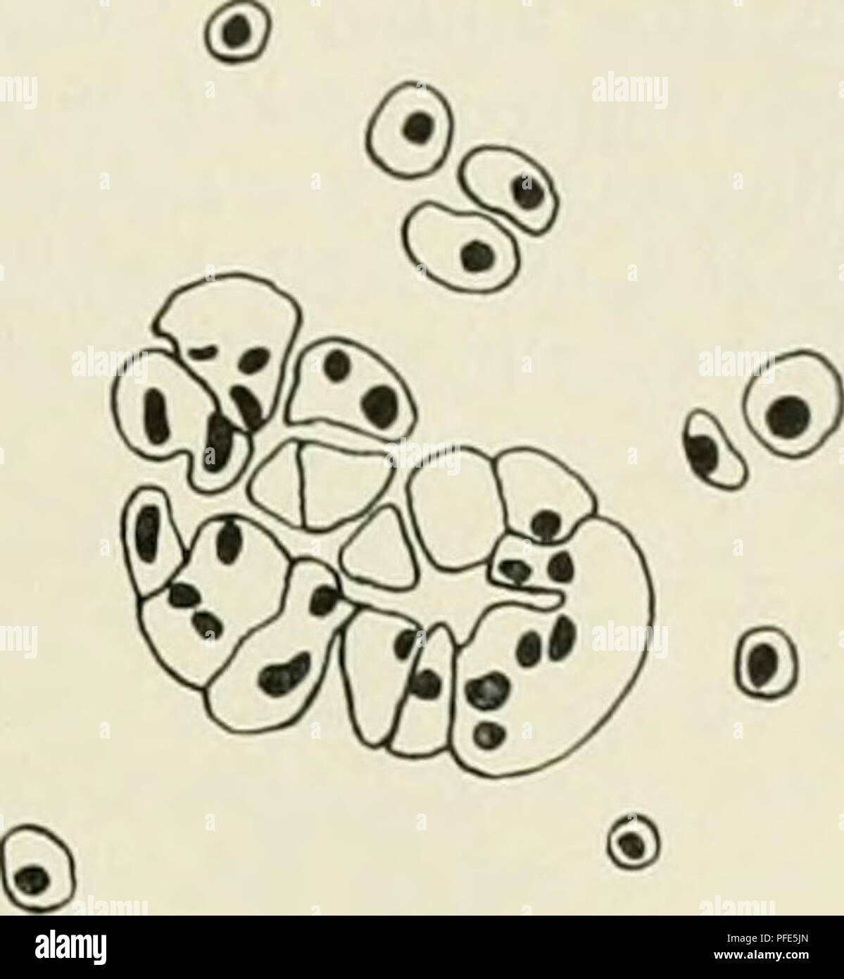 This scientific work studies the skeletal structure of vertebrates ...