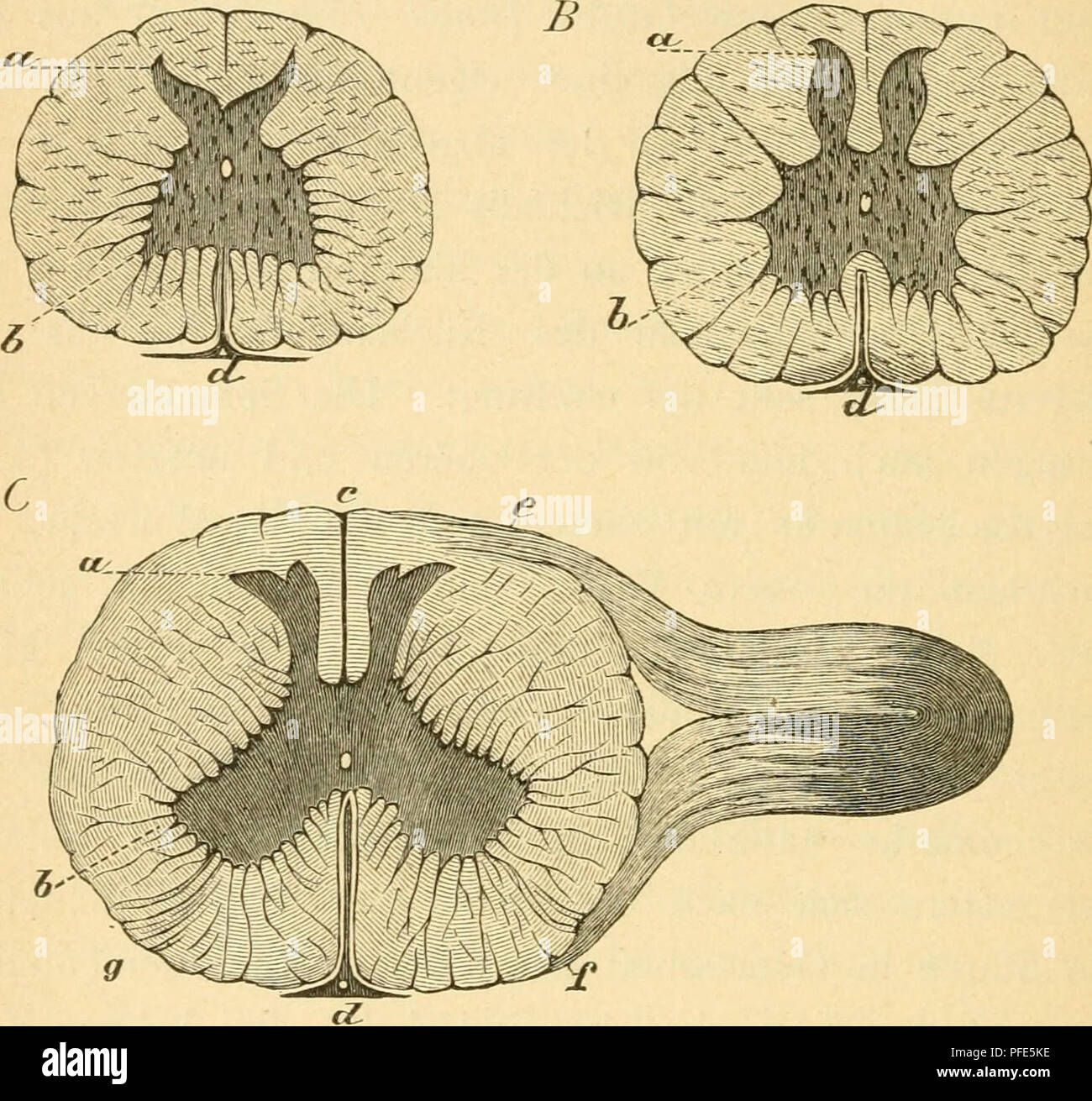 This study explores the anatomy and physiology of birds, with a focus ...