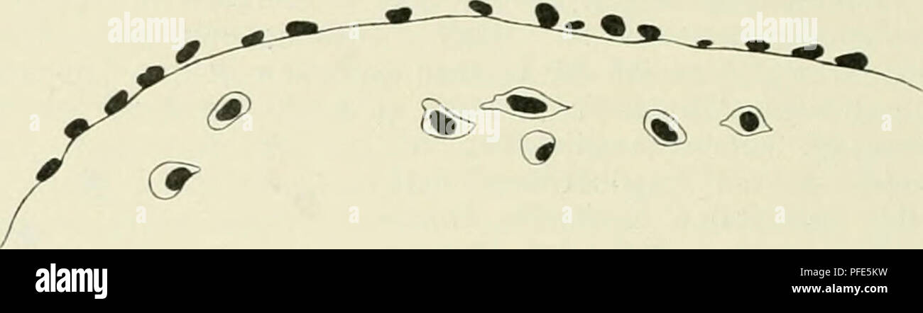 Kleine wirbeltiere hi-res stock photography and images - Alamy