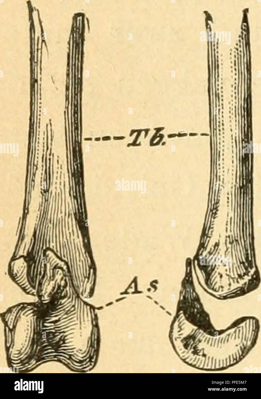 This entry on bird anatomy describes the skeletal structure ...