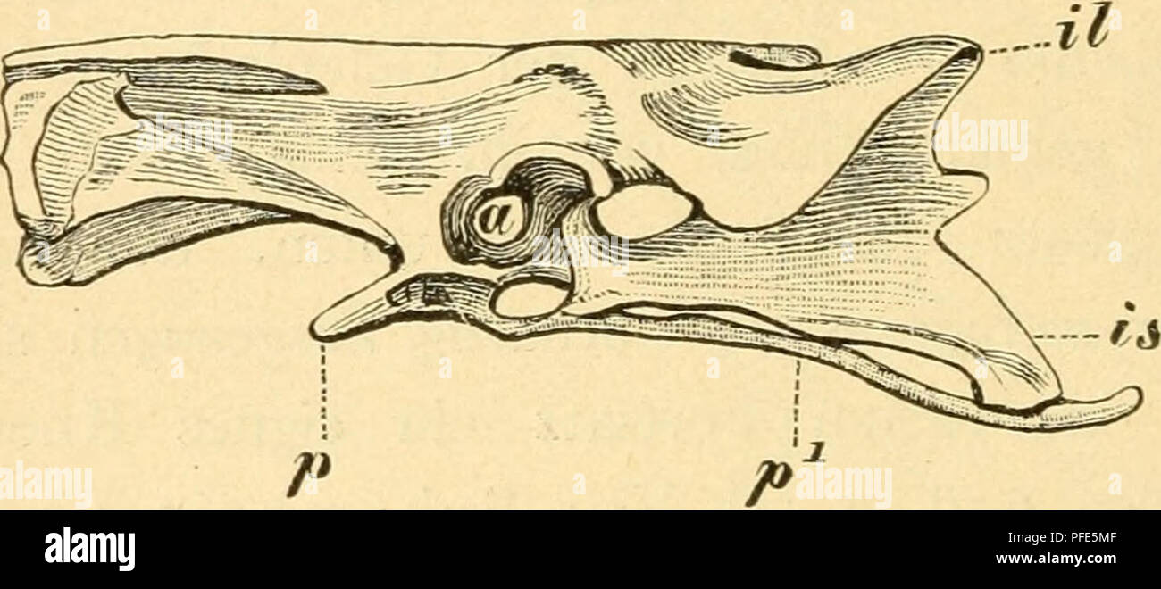 This text examines the skeletal structure of birds, focusing on their ...