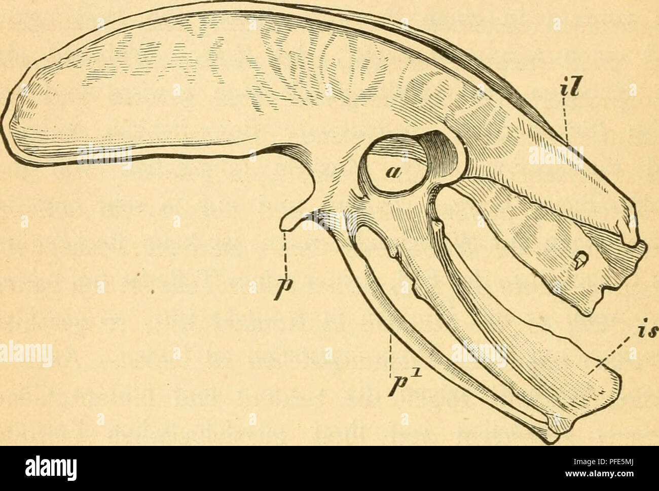A detailed study of bird anatomy focusing on the skeletal structure ...