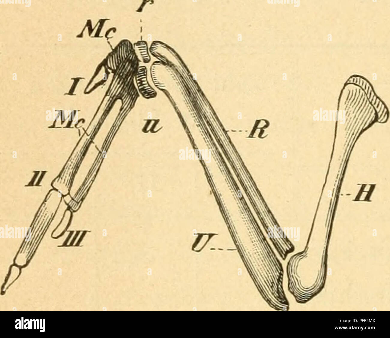 This study provides a detailed examination of bird anatomy, focusing on ...