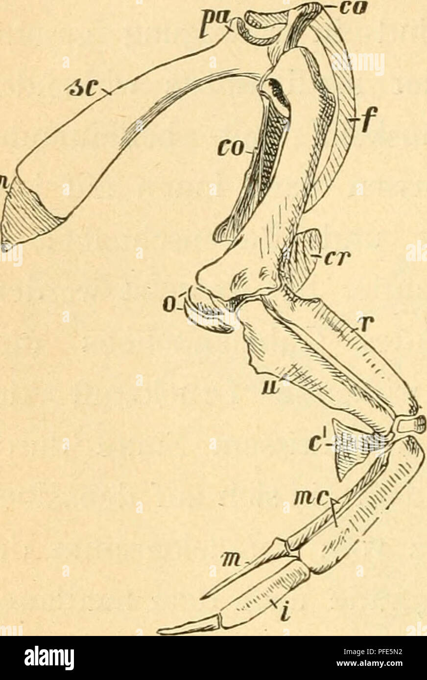 Ostrich anatomy hi-res stock photography and images - Alamy