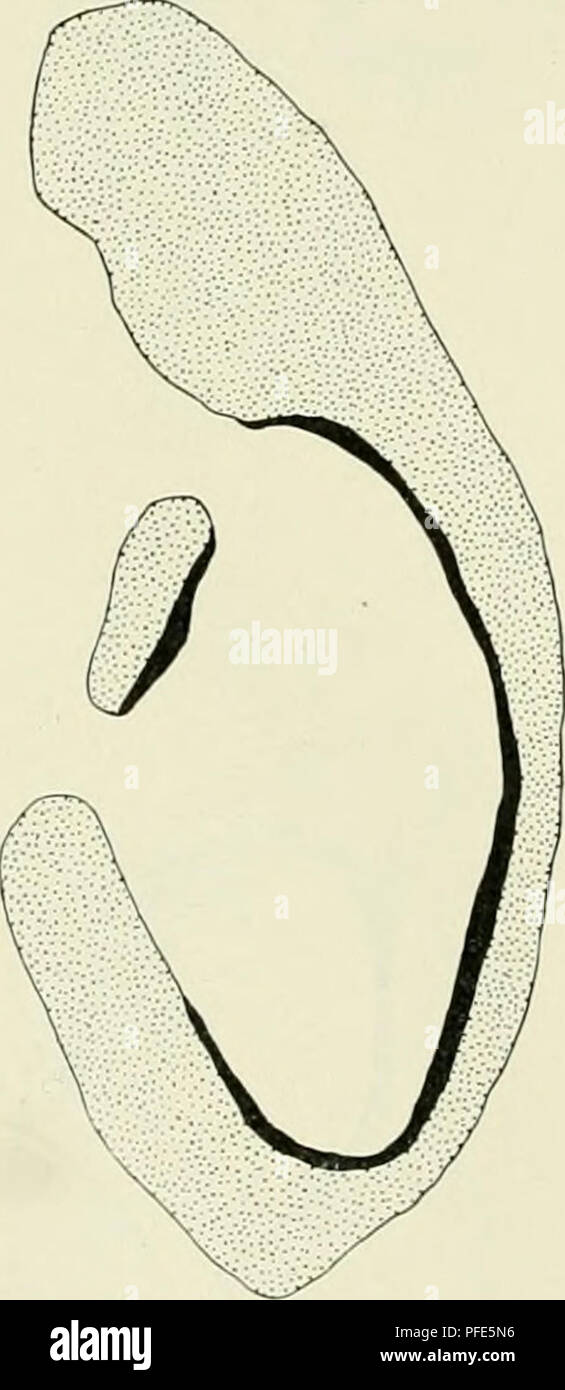 This study focuses on the skeletal structure of vertebrate limbs in ...
