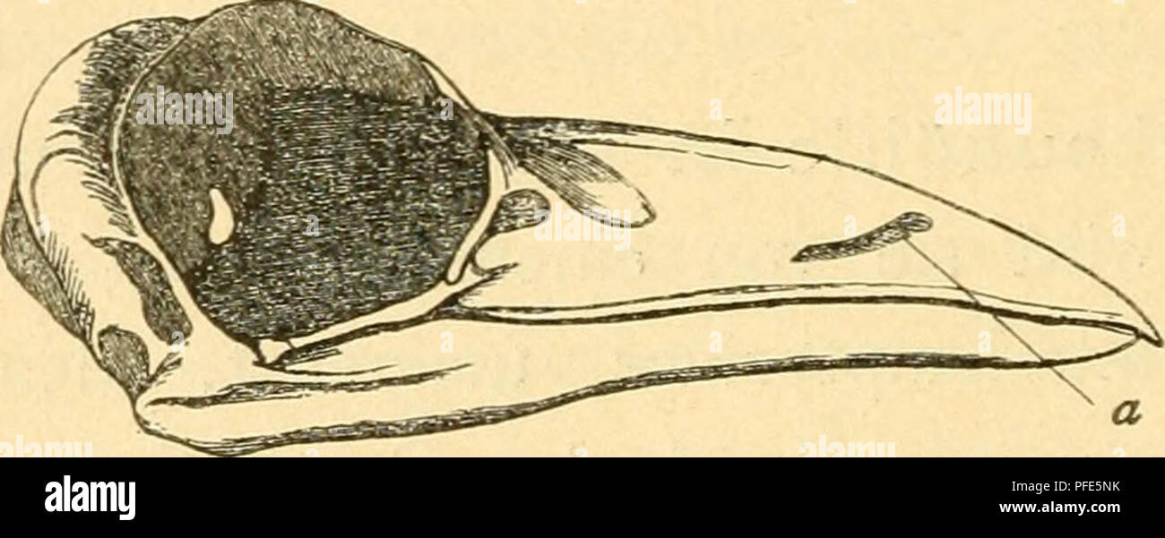 This work explores bird anatomy, specifically focusing on the skeletal ...