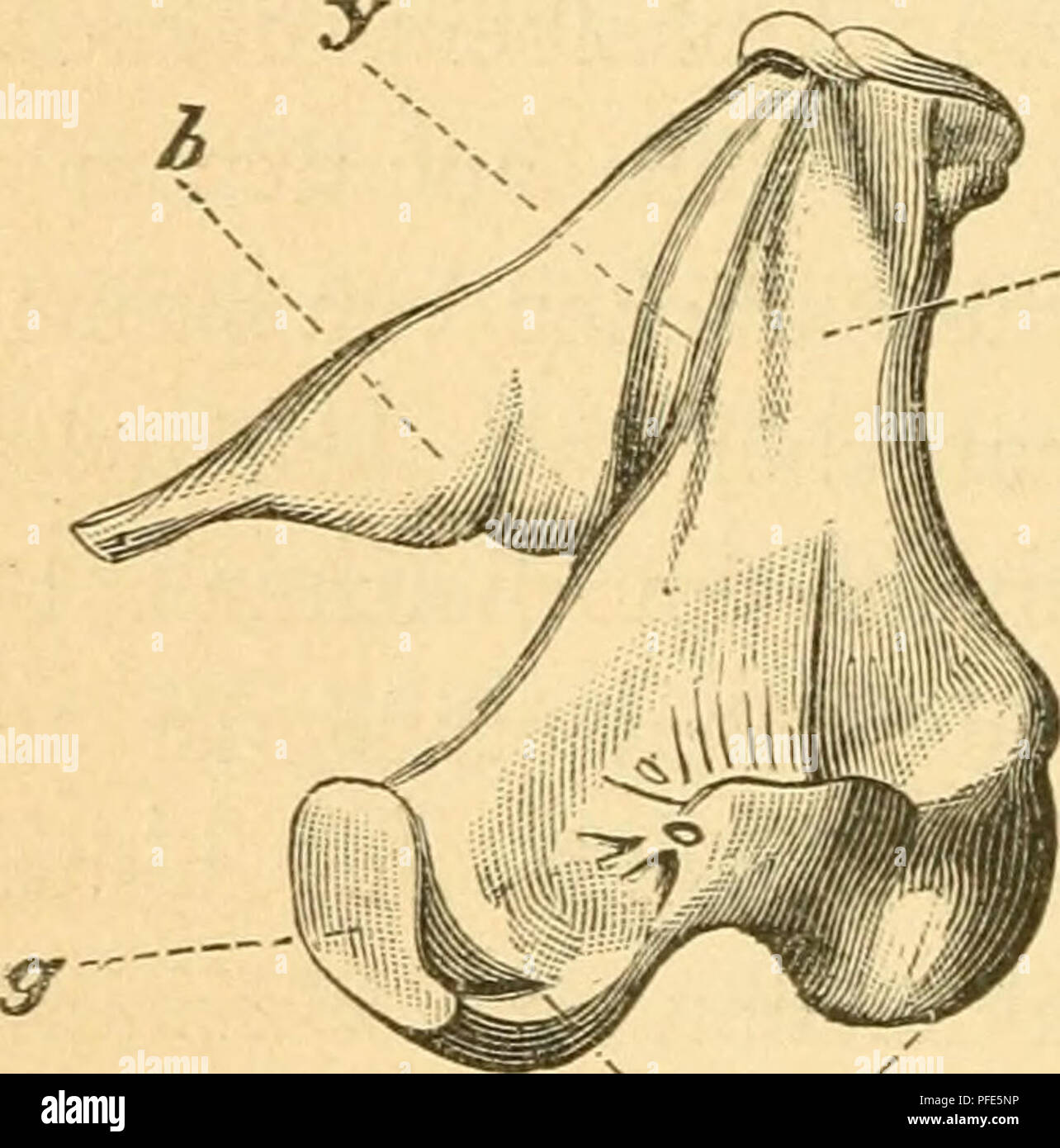 This work explores the anatomical structure of birds, particularly the ...