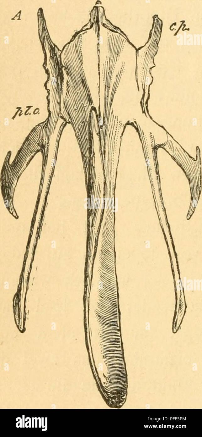 This illustration shows the skeletal structure of various birds ...
