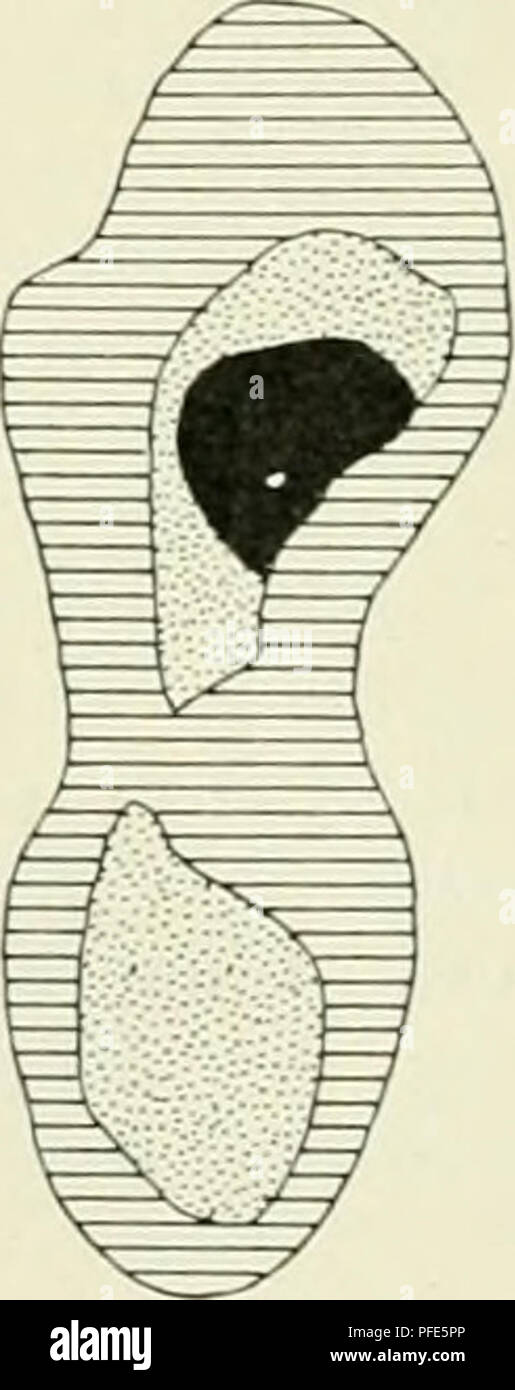 This study examines the structure of skeletal parts in vertebrates ...