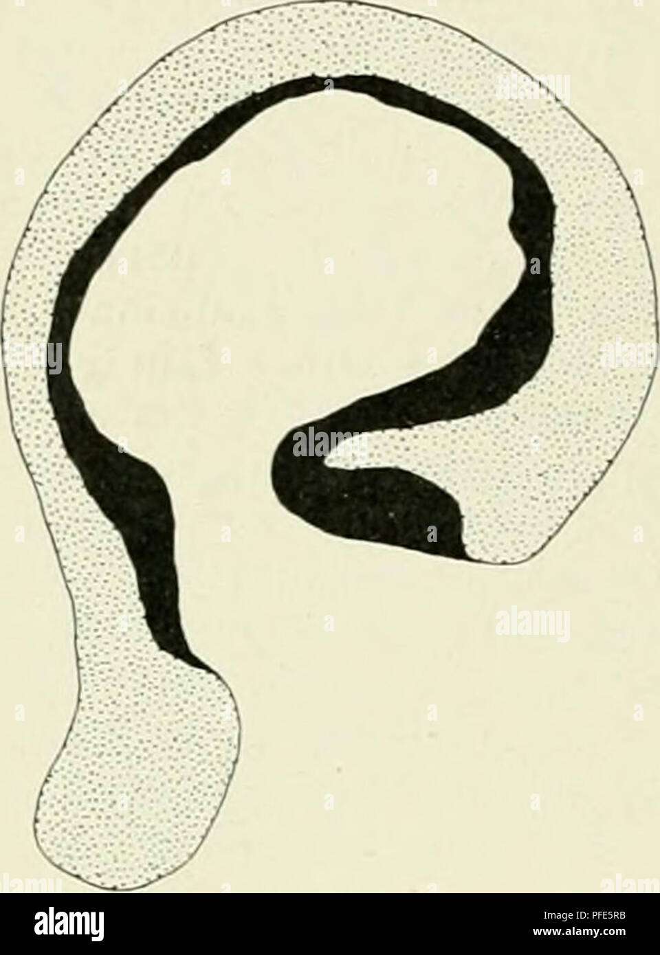 Heinrich von Eggeling's research focuses on the skeletal structure of ...