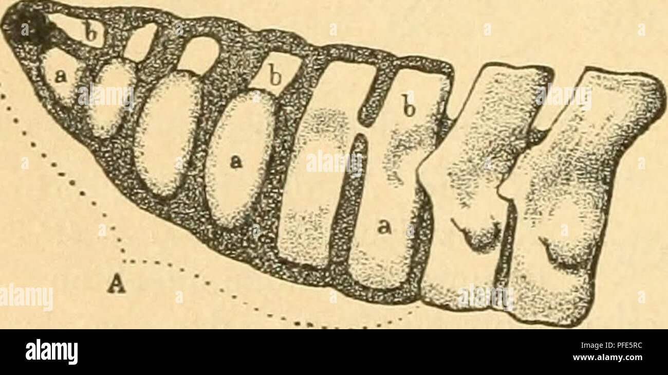 This work studies the skeletal structure of birds, focusing on the ...