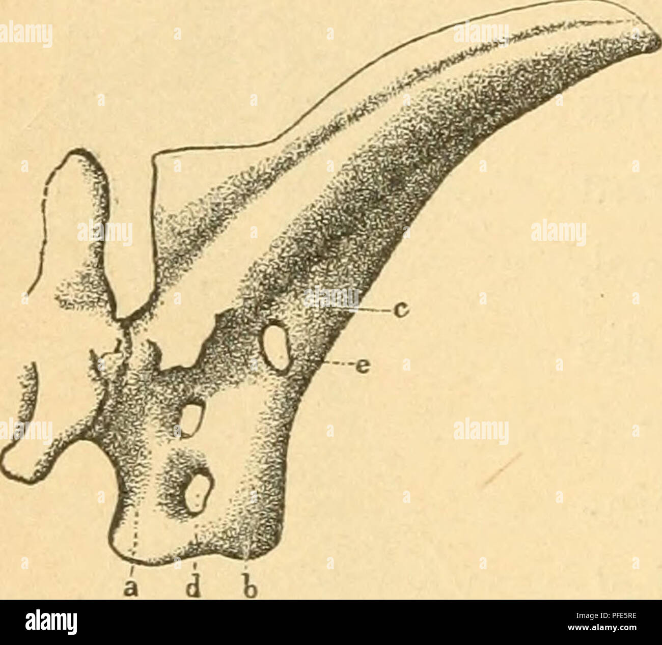 Sakralwirbel hi-res stock photography and images - Alamy