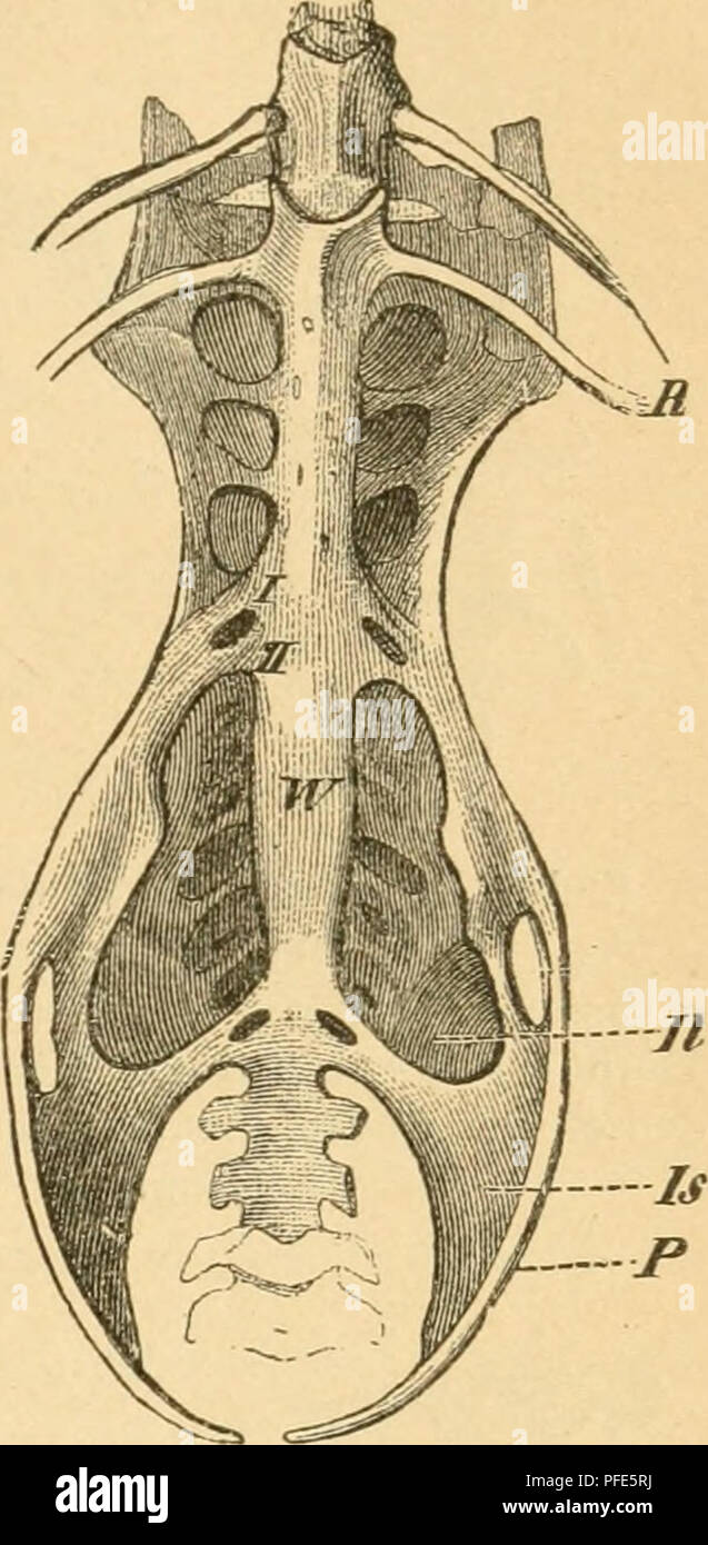 This illustration from a study of bird anatomy focuses on the vertebral ...