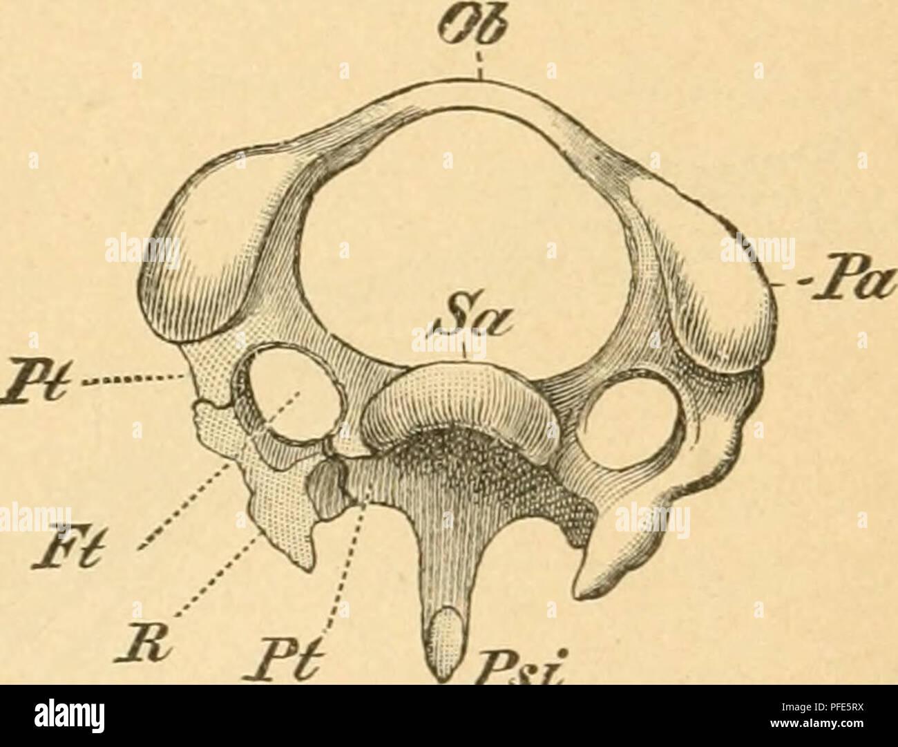 This work focuses on the anatomy and physiology of birds, including the ...