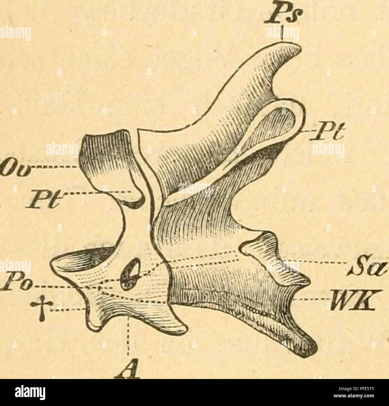 This work focuses on the skeletal structure of birds, specifically the ...