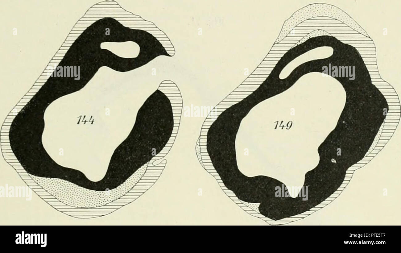 . Der Aufbau der Skeletteile in den freien Gliedmassen der Wirbeltiere ...