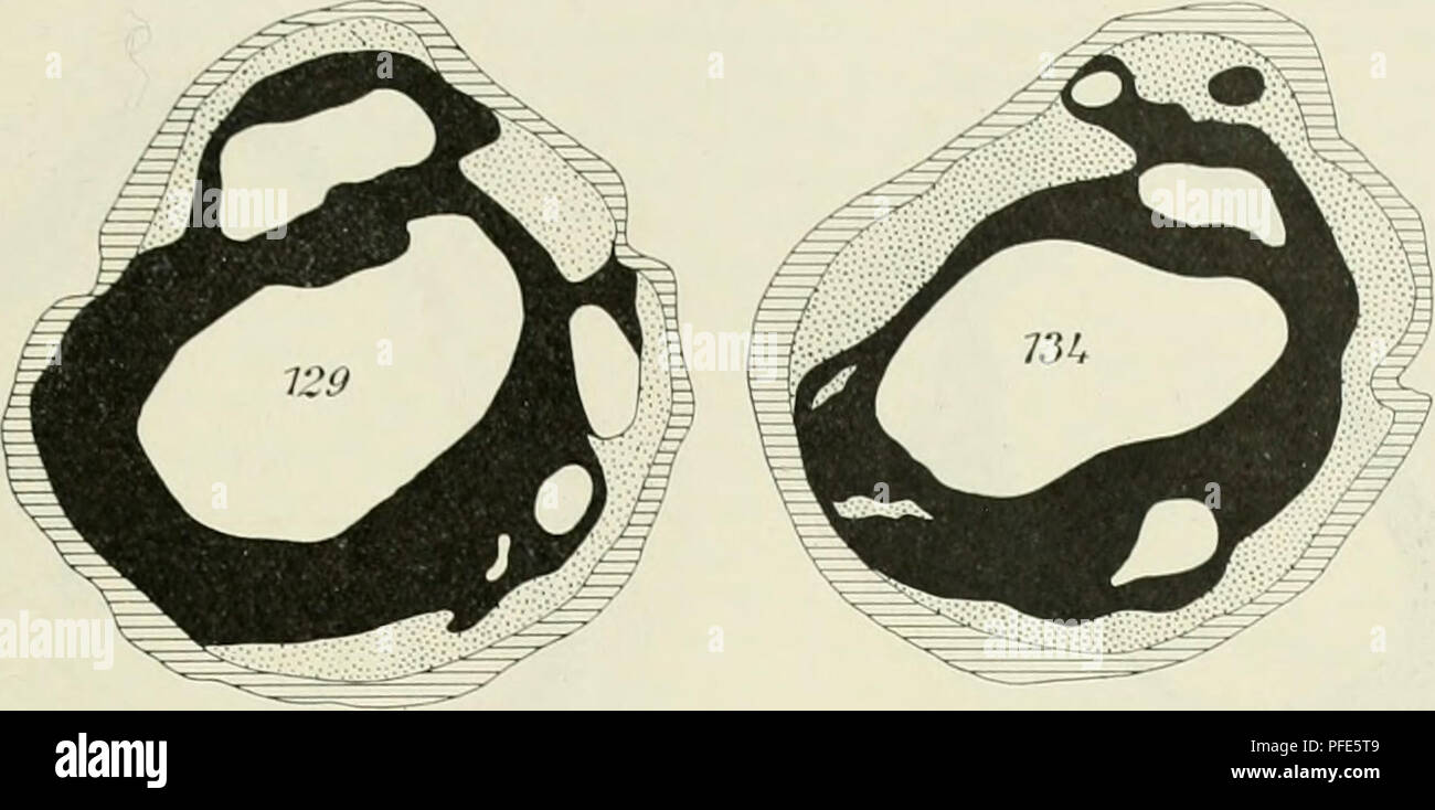This study examines the skeletal structure of vertebrates, focusing ...
