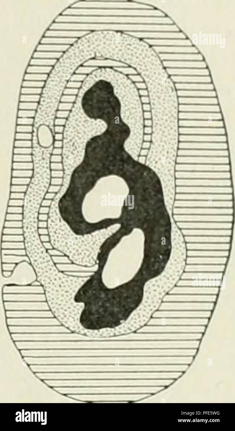 This study examines the skeletal structure of the free limbs in ...