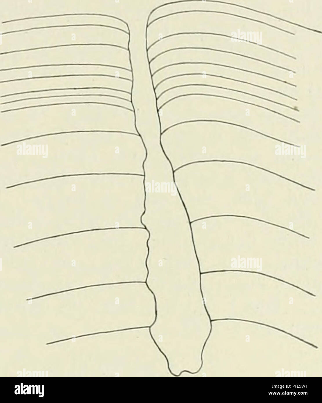 This study examines the structure of skeletal parts in the free limbs ...