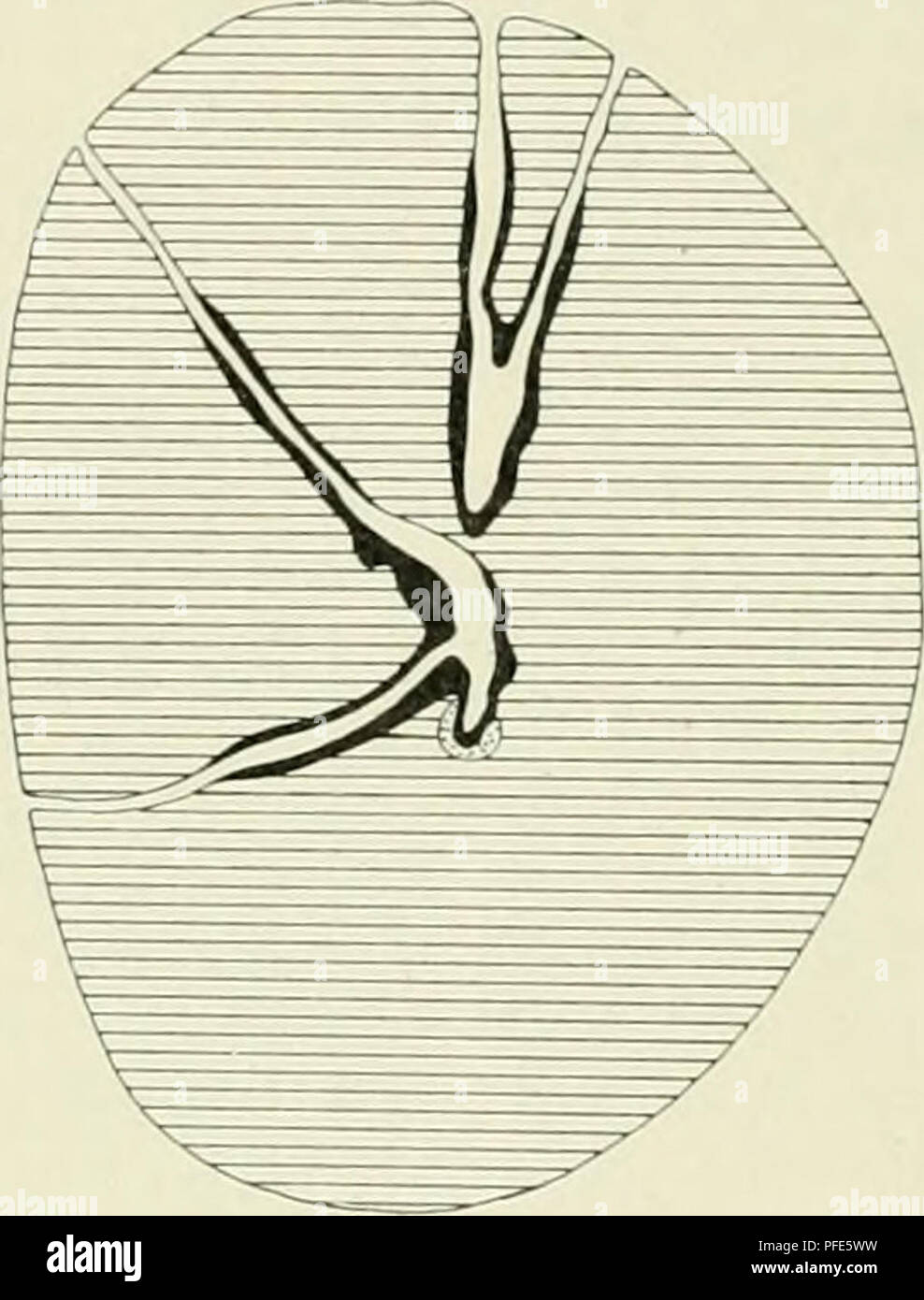 Kleine wirbeltiere hi-res stock photography and images - Alamy