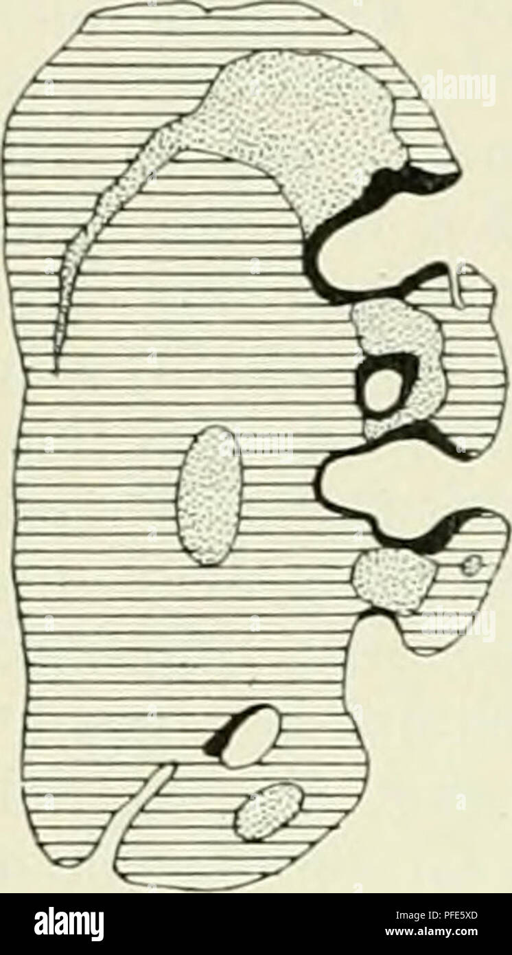This research on the skeletal structures of vertebrates, particularly ...