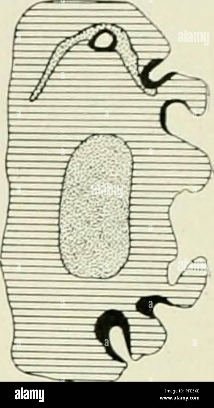 This figure from a biological study by Heinrich von Eggeling explores ...