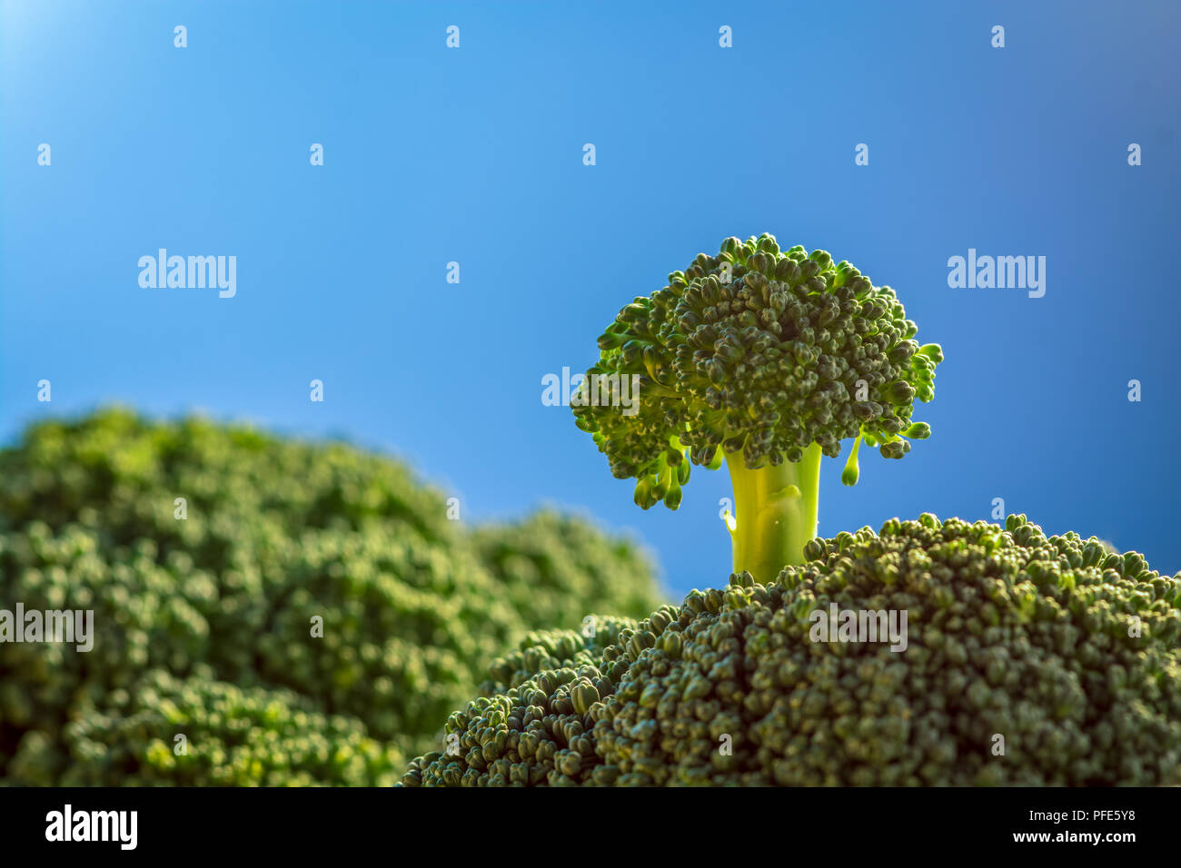 Loan broccoli on a mound of broccoli make to look like a lone tree on a ...