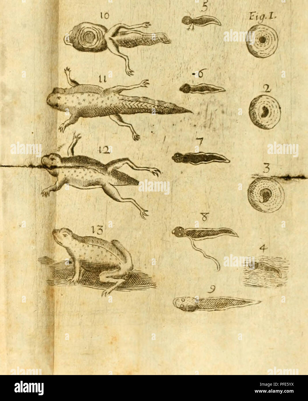 Studying amphibian anatomy hi-res stock photography and images - Alamy