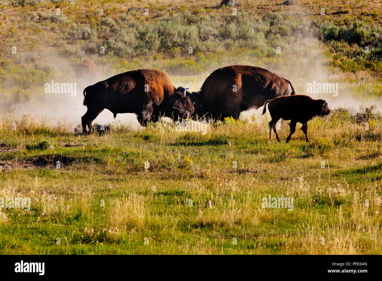 Bison fighting in Yellowstone National Park, USA Stock Photo - Alamy