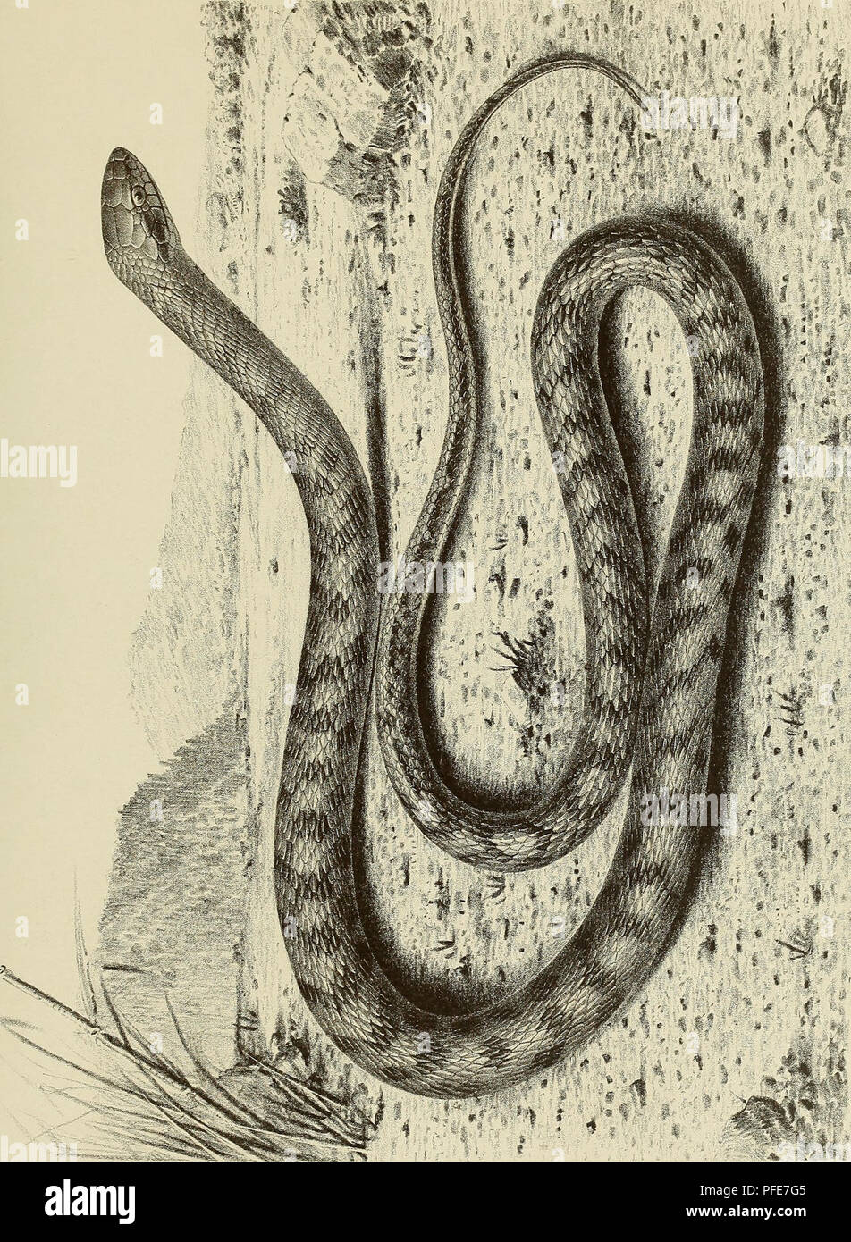 This work by the Austrian Academy of Sciences by F. Steindachner ...