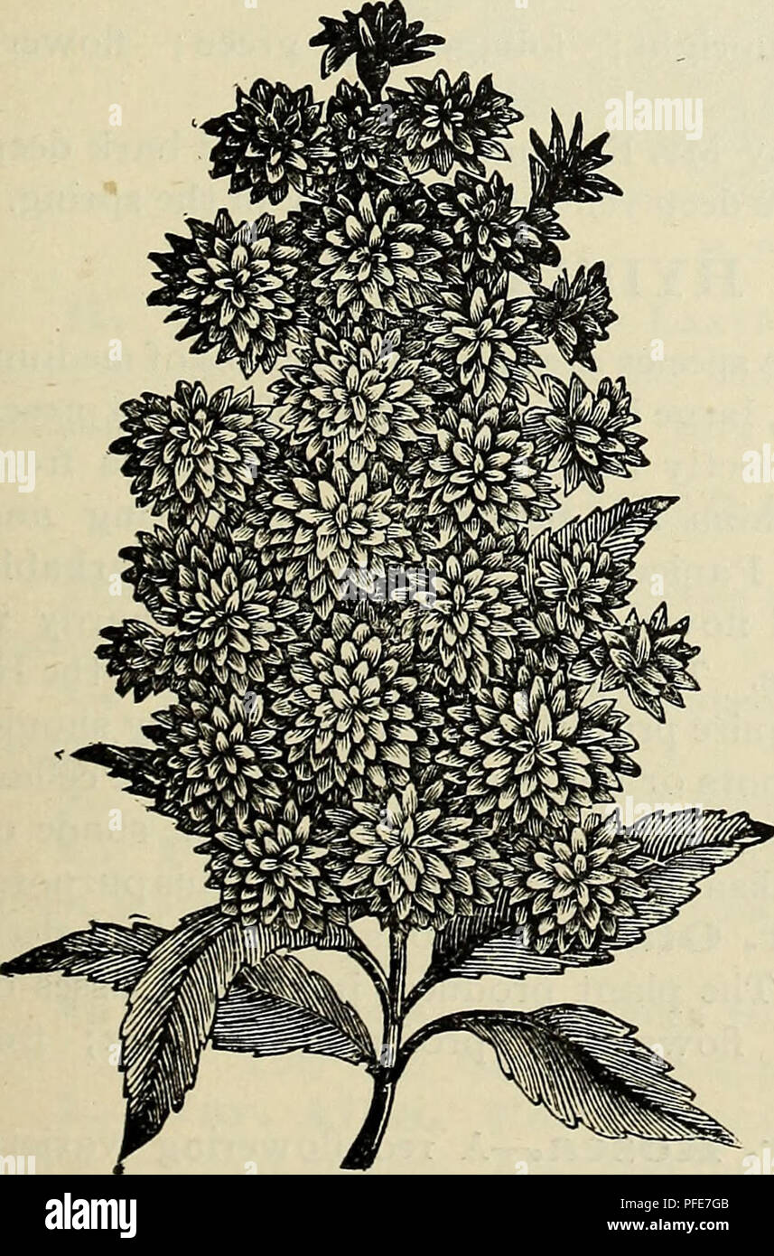 Clethra alnifolia hi-res stock photography and images - Alamy