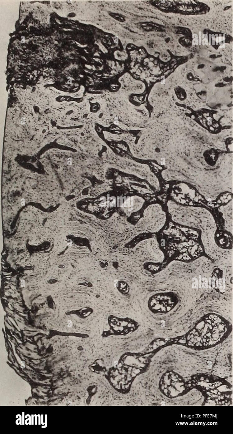 This academic paper, published by the Austrian Academy of Sciences ...