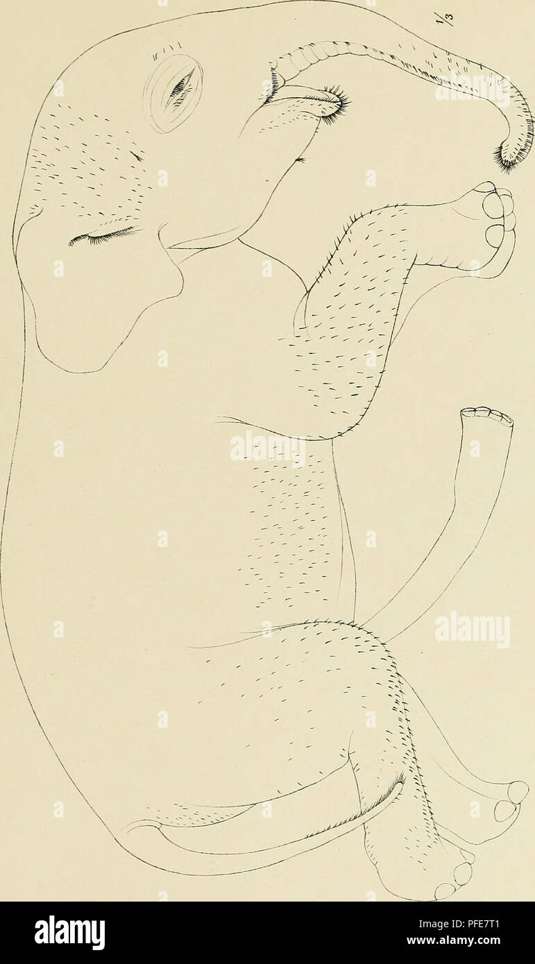 This report from the Austrian Academy of Sciences discusses the fetal ...