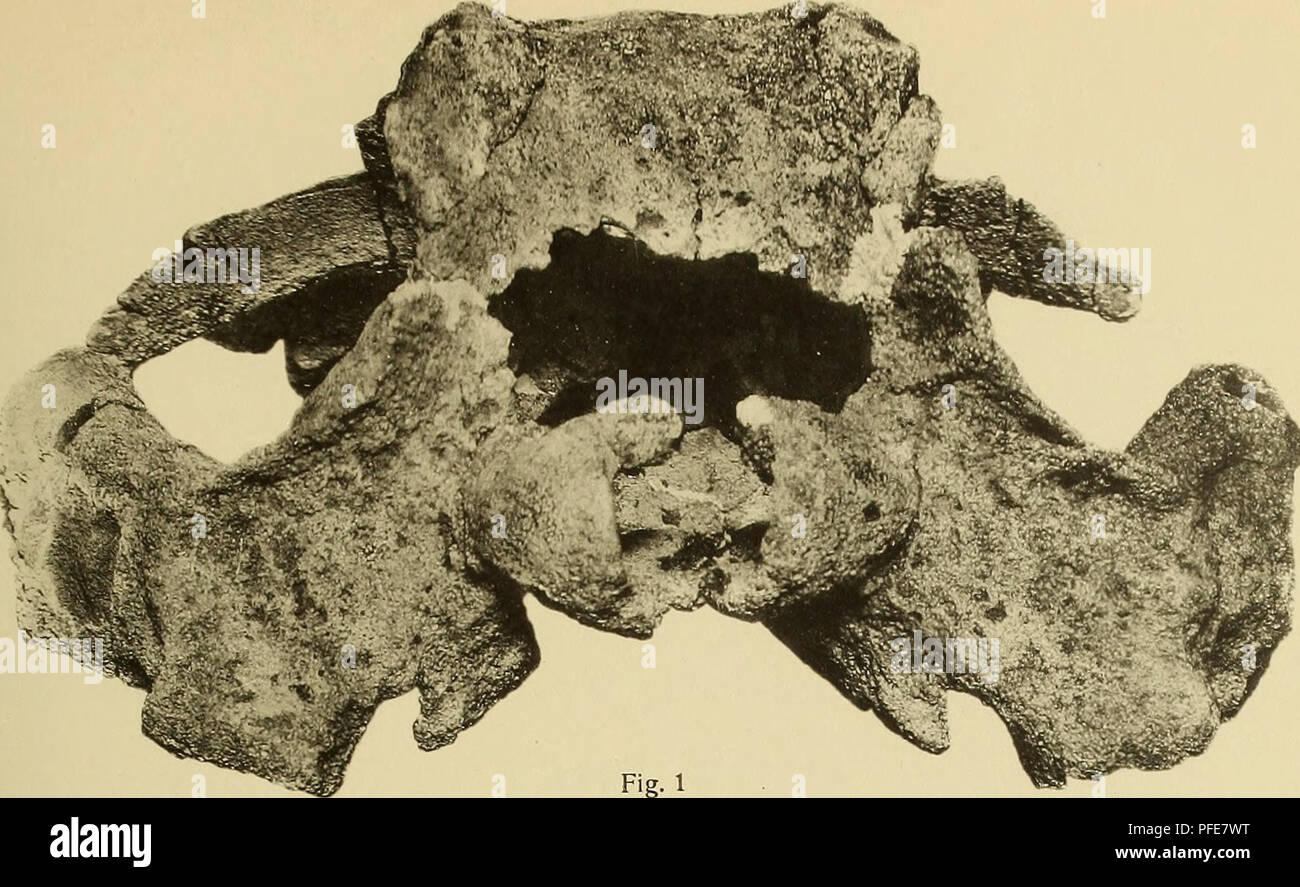 Bartenwale hi-res stock photography and images - Alamy