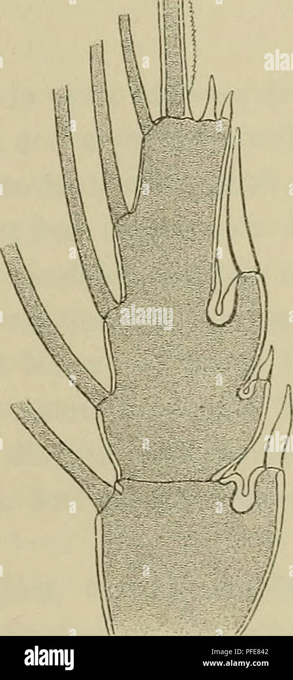 Illustration of Euchaeta trunculosa, a newly identified species of ...