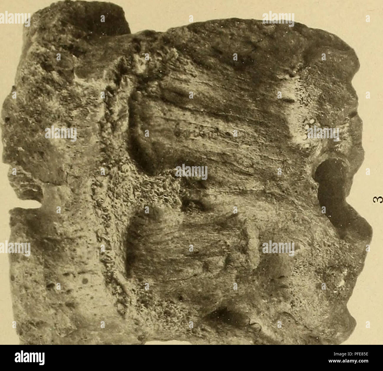 This work discusses the musk ox (Ovibos moschatus) during the Diluvian ...