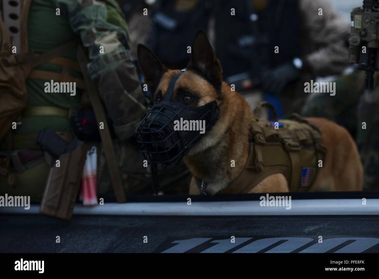 A military working dog rides alongside his handler on a 1st Special ...