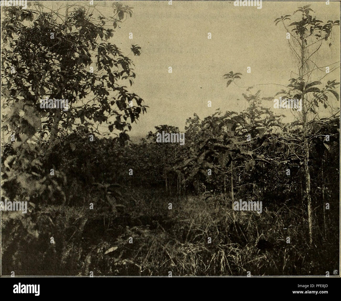 This work discusses the cultivation and spread of Persea gratissima ...