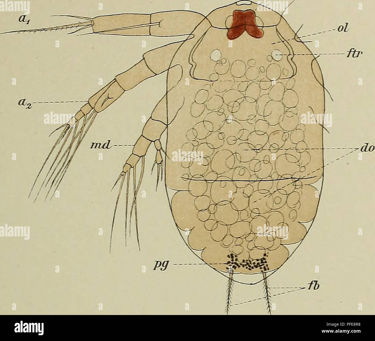 Copepod life cycle hi-res stock photography and images - Alamy