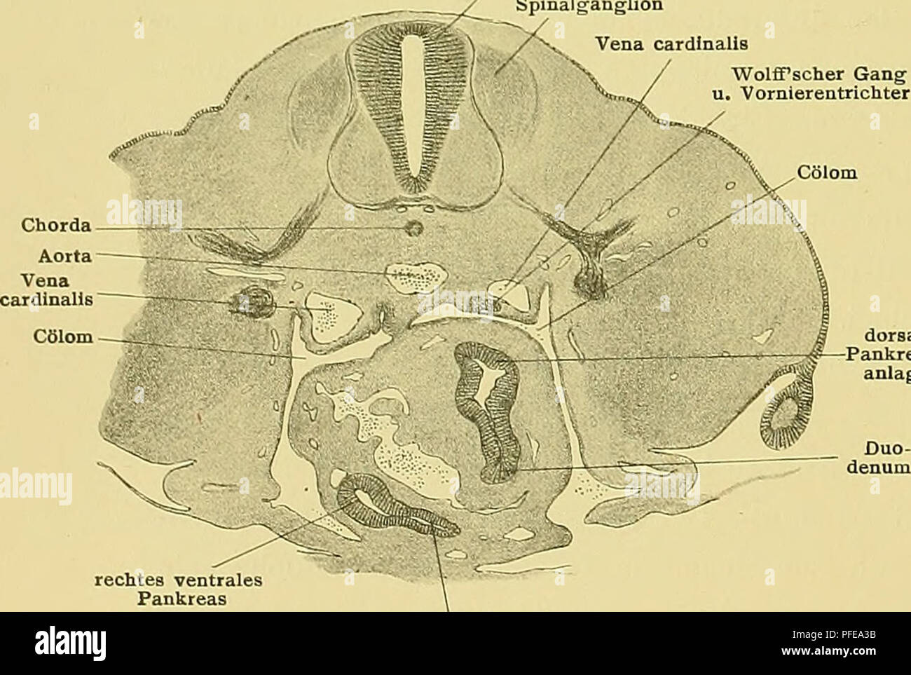 This medical and anatomical study from the Jena Society focuses on the ...