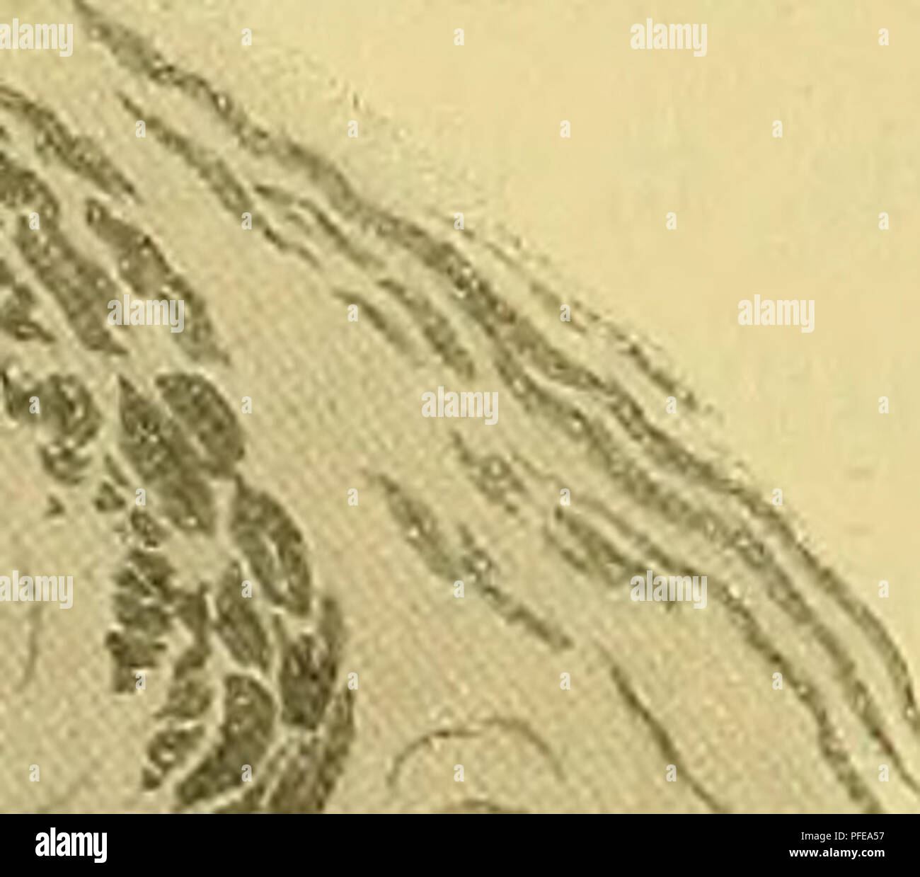 This text outlines anatomical details related to the preputial sac and ...