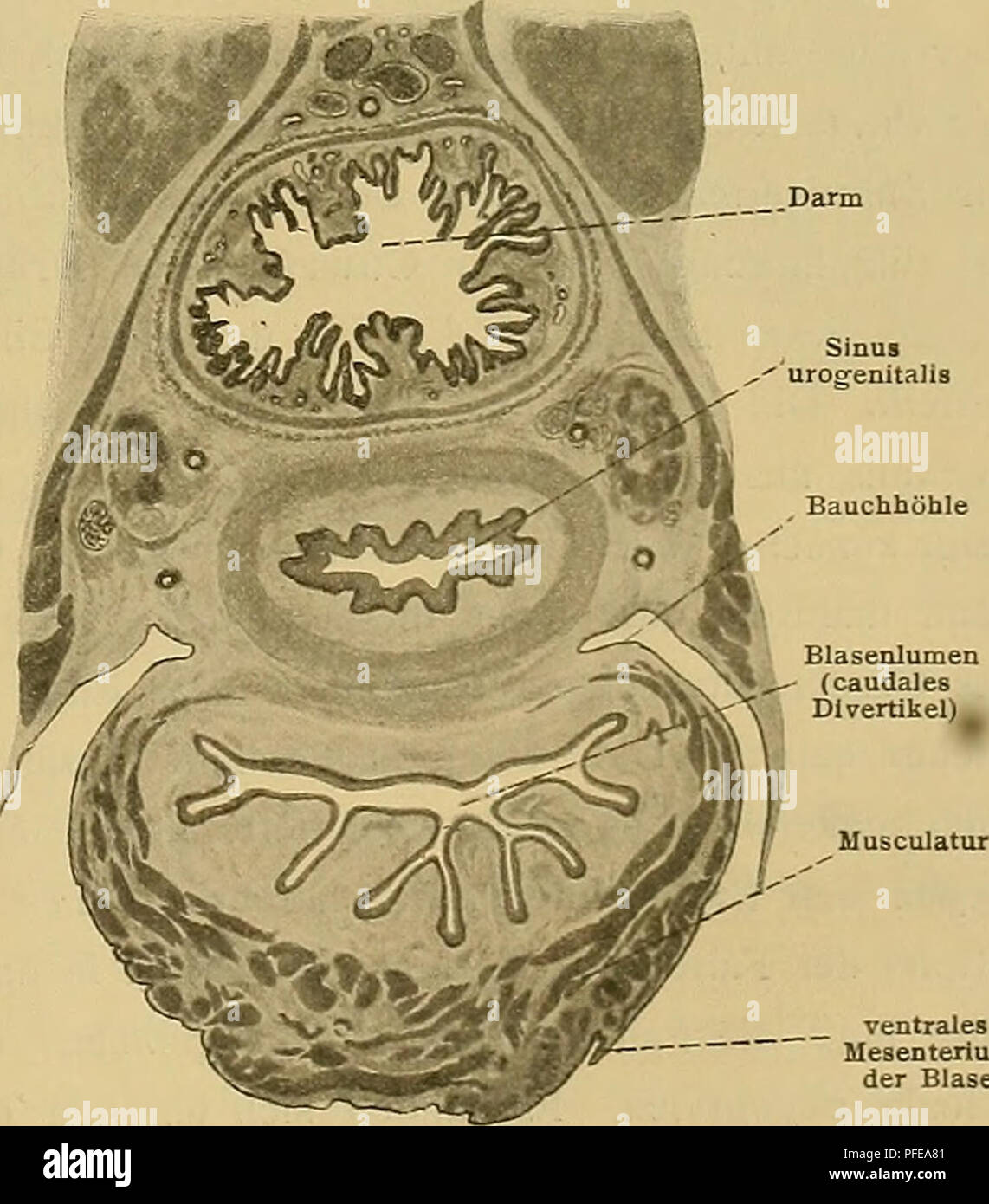 This illustration from the 'Denkschriften der Medicinisch ...