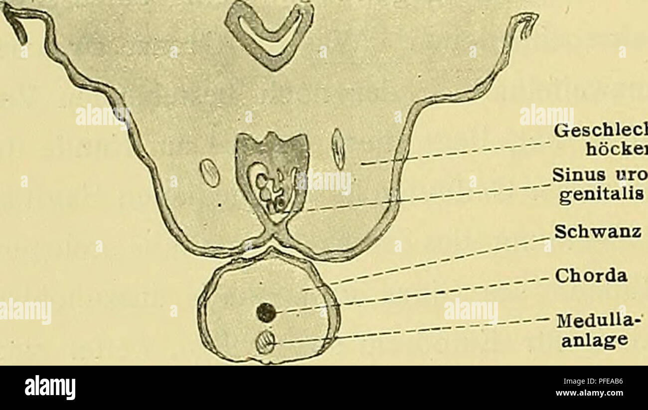 Genitalis hi-res stock photography and images - Alamy