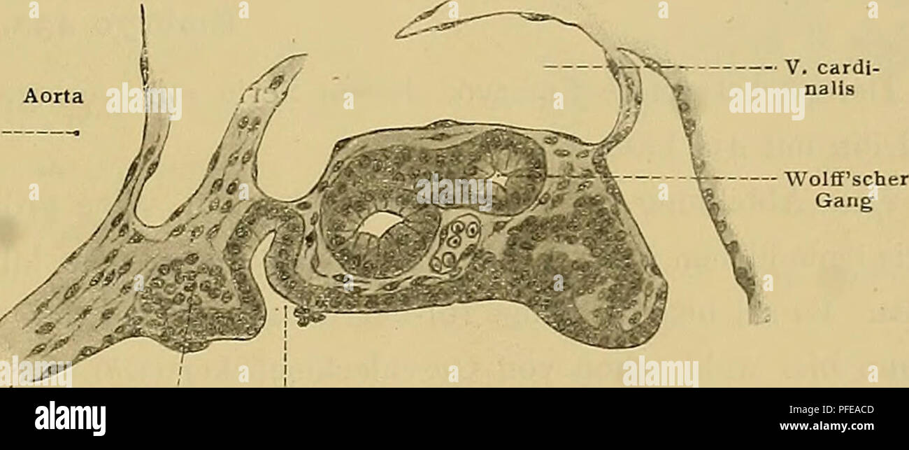 This work, from the Medical and Natural Science Society of Jena ...