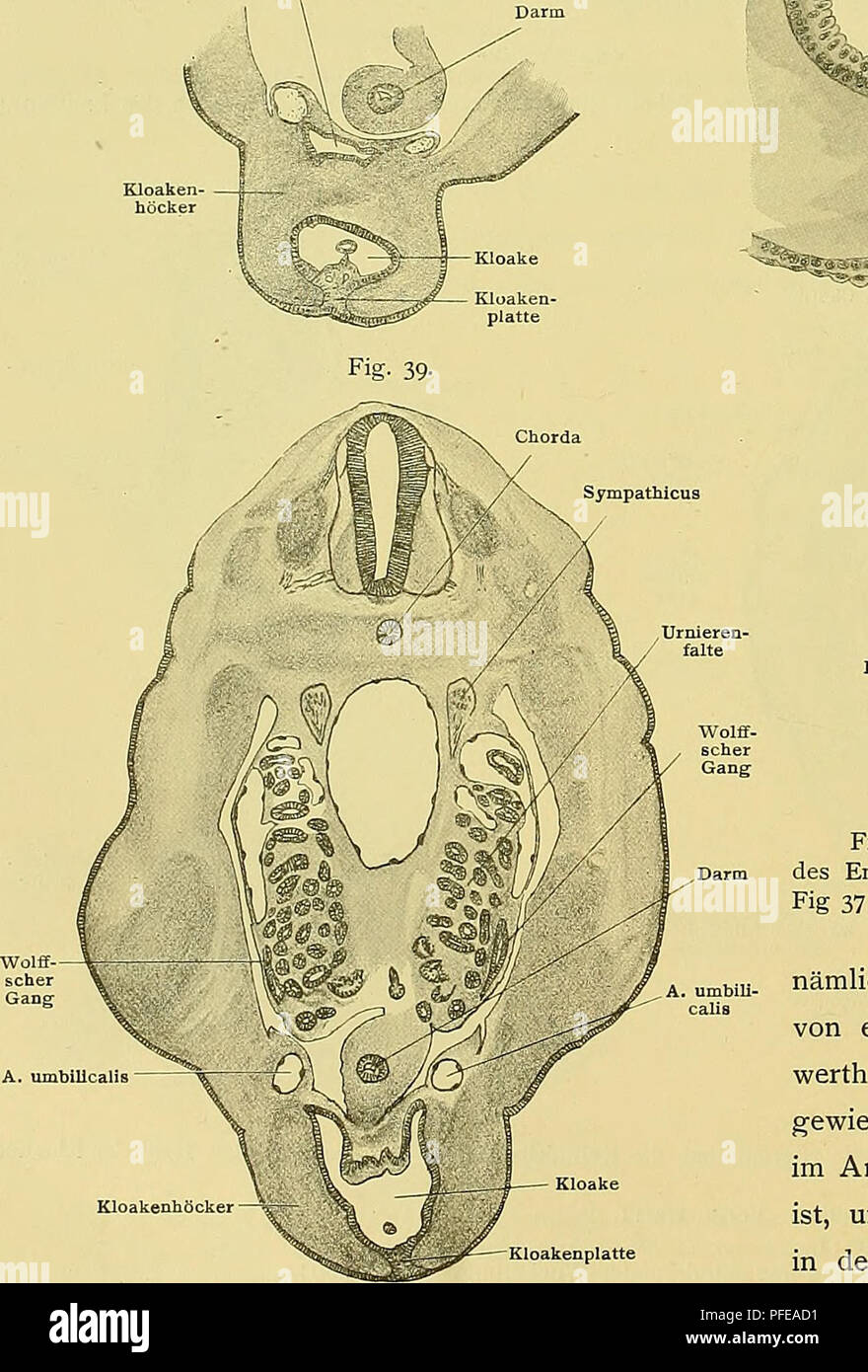 Allantois hi-res stock photography and images - Alamy