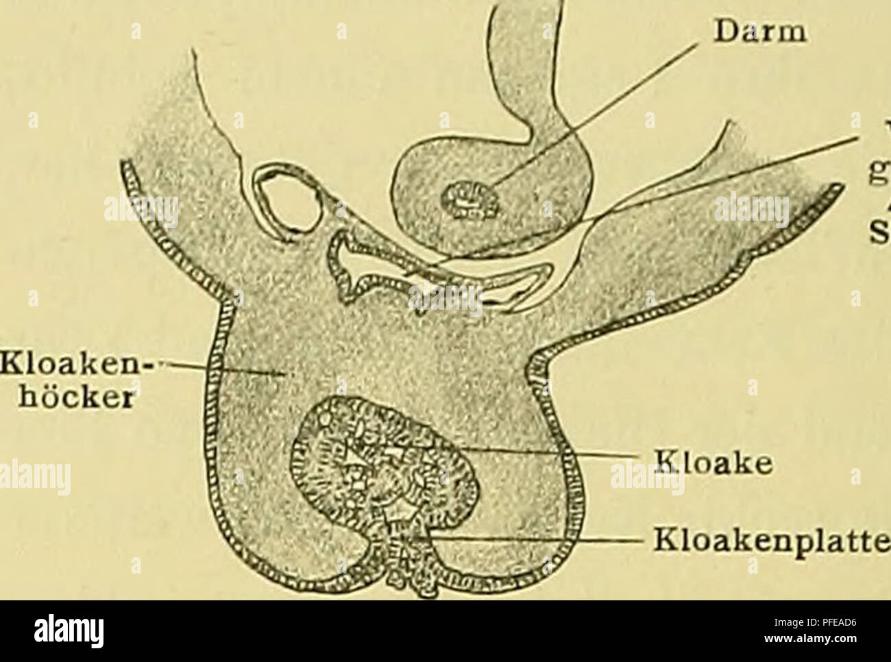 Allantois hi-res stock photography and images - Alamy