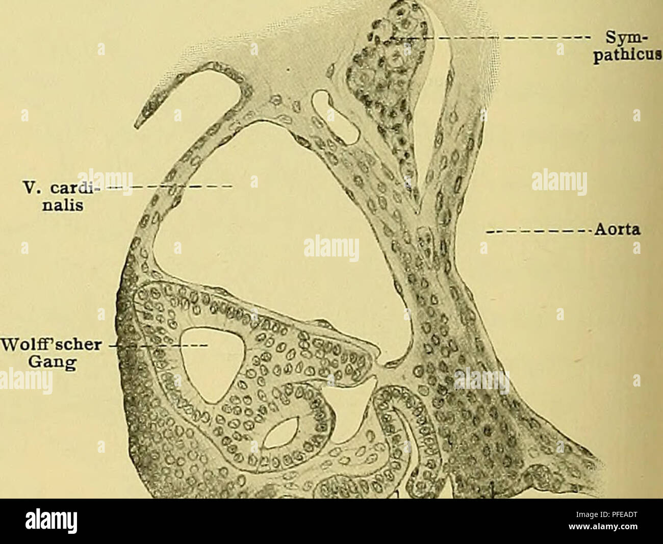 Kidney and nephron diagrams hi-res stock photography and images - Alamy