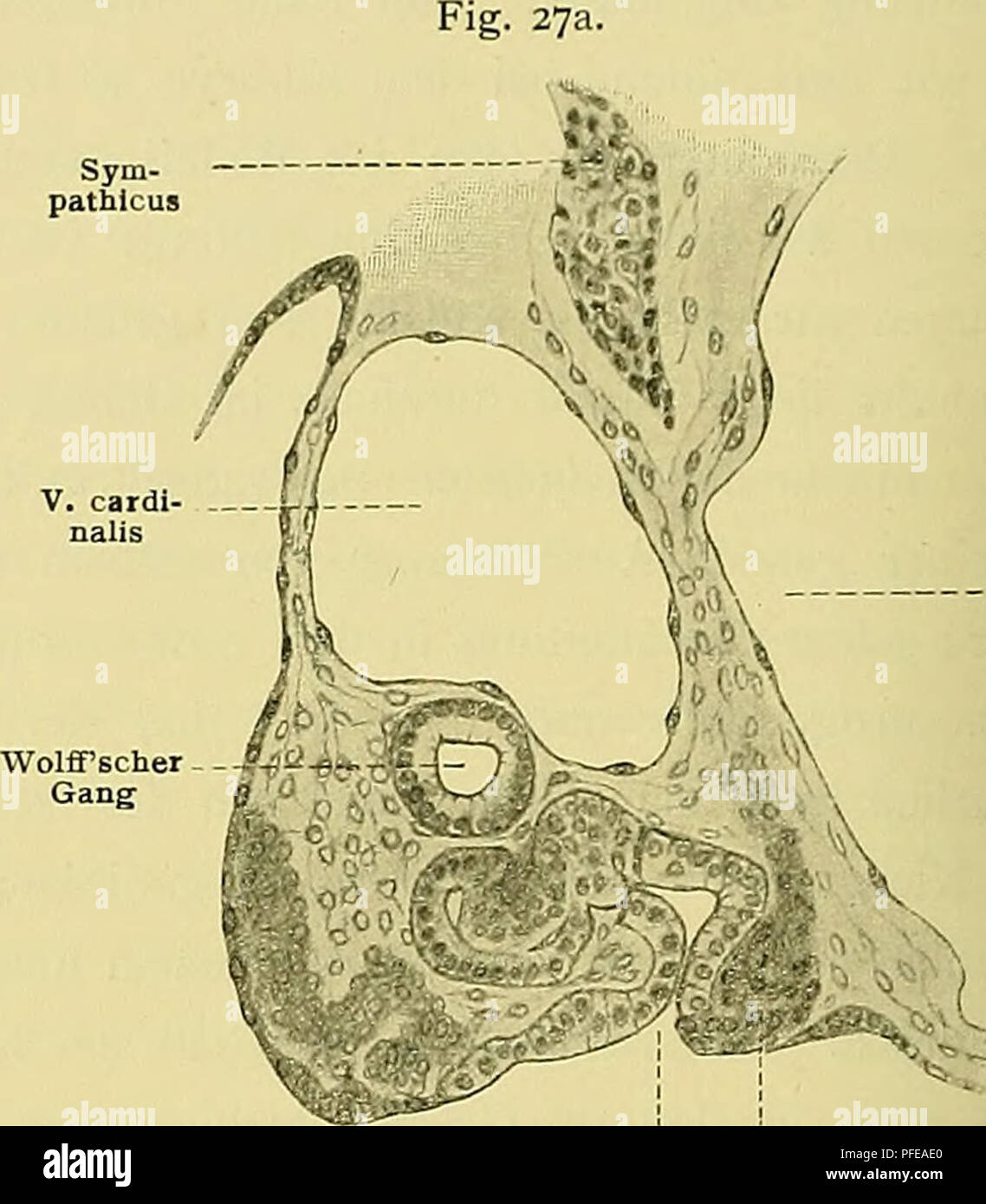 This page from *Denkschriften der Medicinisch-Naturwissenschaftlichen ...