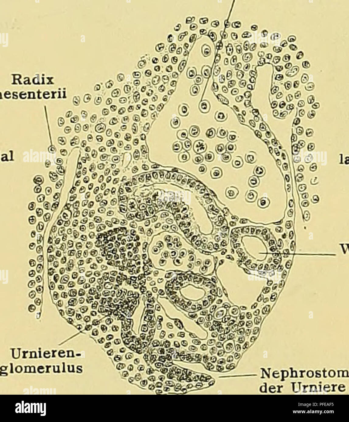This study examines the developmental history of the urogenital system ...