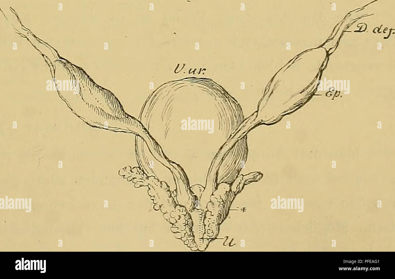 This illustration presents the urogenital organs of the marsupial ...